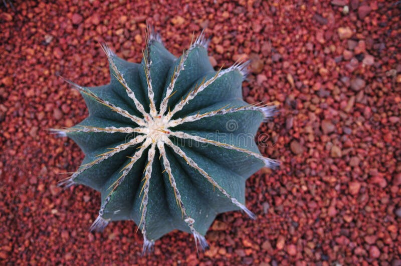 The Cactus in Chiang Mai Thailand. Stock Photo - Image of botany ...