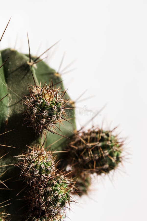 Cactus children stock image. Image of botanical, design - 59174363