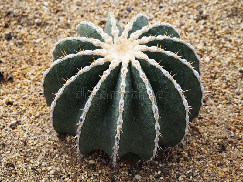 466 Circular Cactus Fotos - Libres de Derechos y Gratuitas de Dreamstime