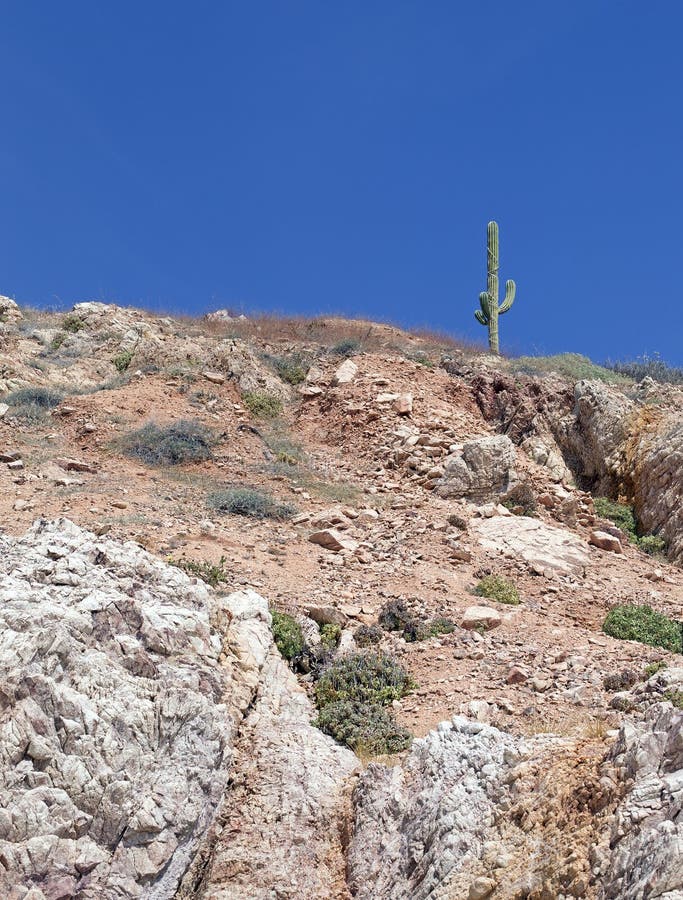 Cactus on a Cliff stock image. Image of growing, cacti - 27484375
