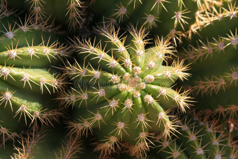 Cactus Close-up stock image. Image of plant, spike, green - 17189613