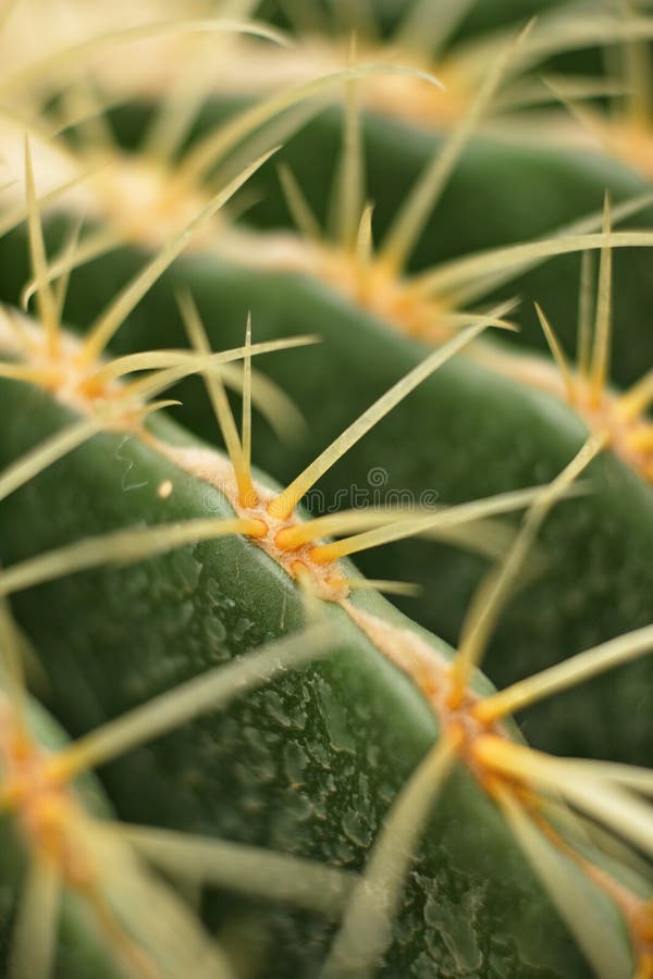 Cactus close up stock photo. Image of gray, closeup, bony - 18561136