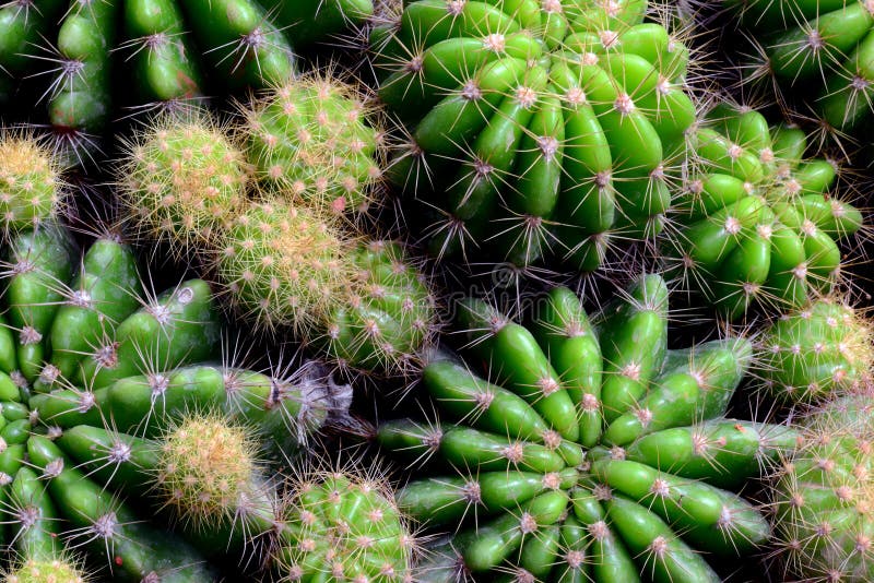 Cactus Close-Up stock image. Image of tropical, abstract - 38149341