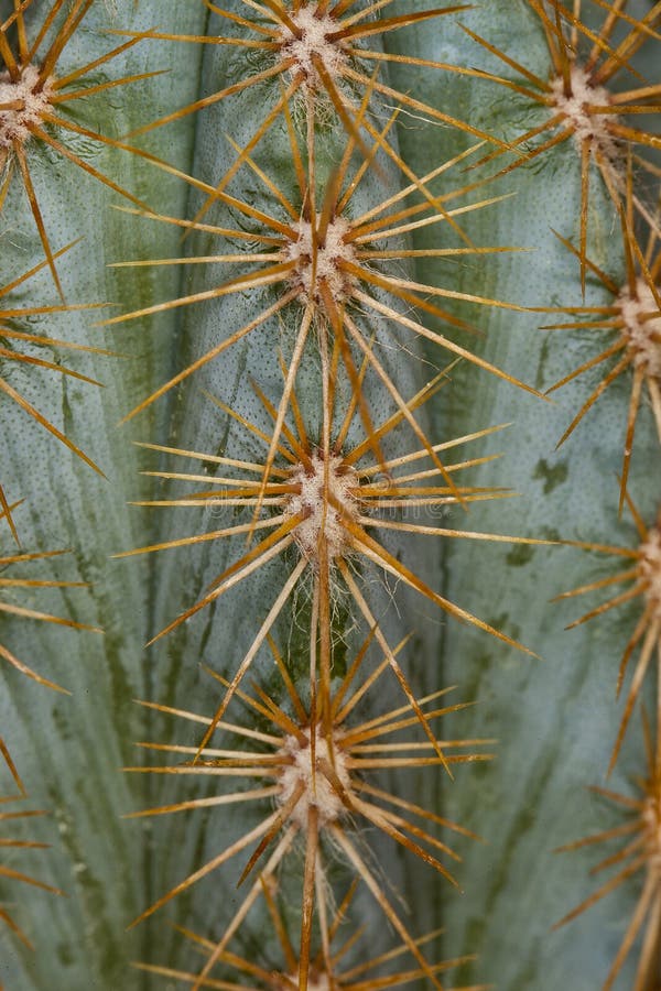 Cactus, close up stock image. Image of flower, botany - 38297621
