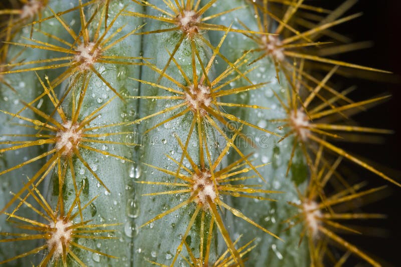 Cactus, close up stock photo. Image of danger, life, gold - 38297674