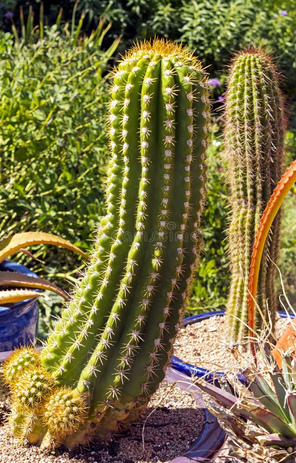 Cactus close up stock image. Image of vertical, sunny - 163615149