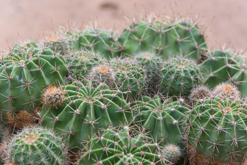 Cactus stock photo. Image of sharp, green, botanic, flower - 46898016