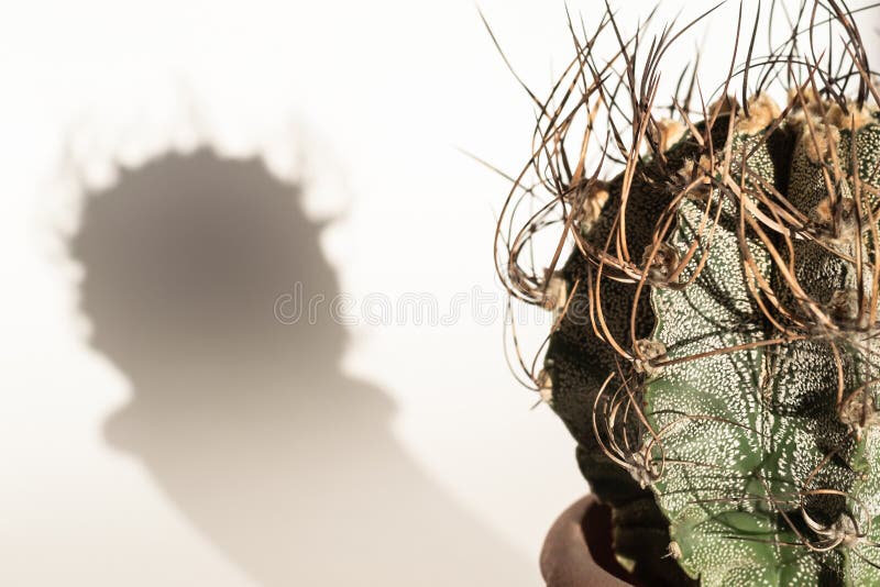 Cactus Close-up and Its Natural Shadow on White Background Stock Photo ...