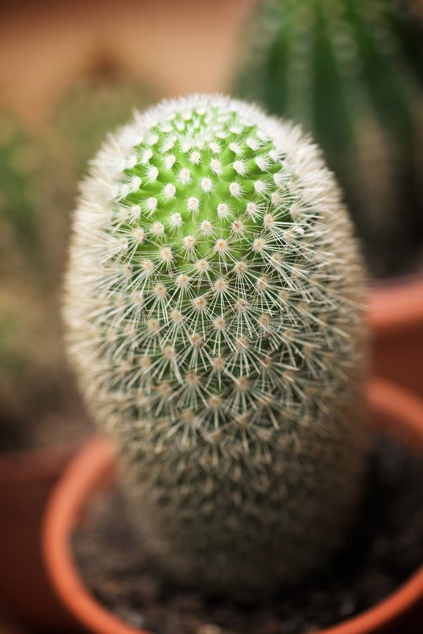 Cactus close up stock image. Image of cactus, botany - 140412977