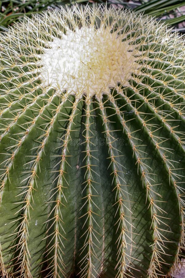 Down View of Cactus Close Up Stock Image - Image of exotic, nature ...