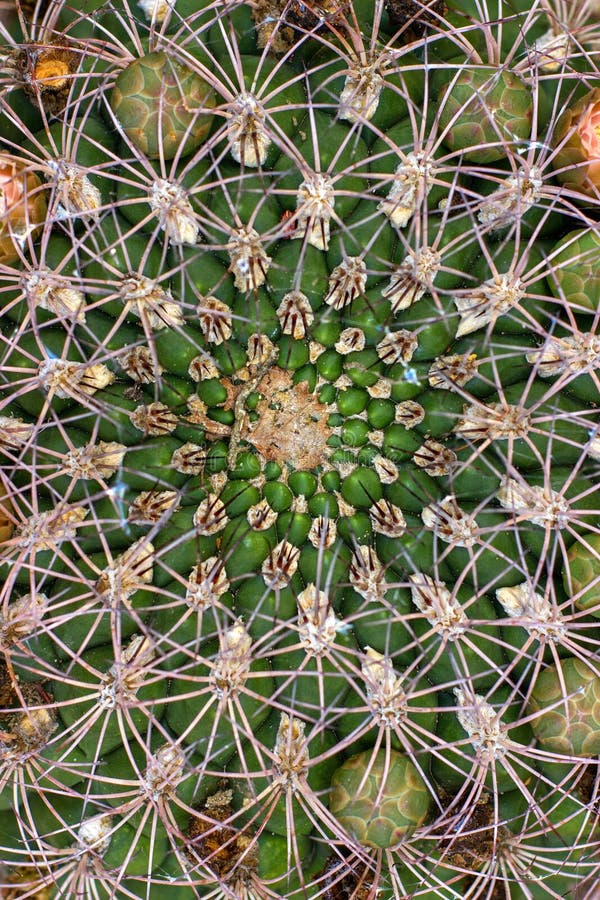 Cactus close up stock photo. Image of frame, background - 46191404