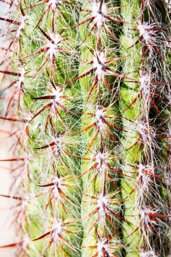Cactus Close Up Spiked. Cactus Backdround, Cacti Design or Cactaceae ...