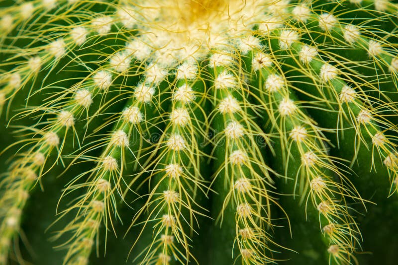 Cactus Close Up Texture Background Stock Photo - Image of cactus ...