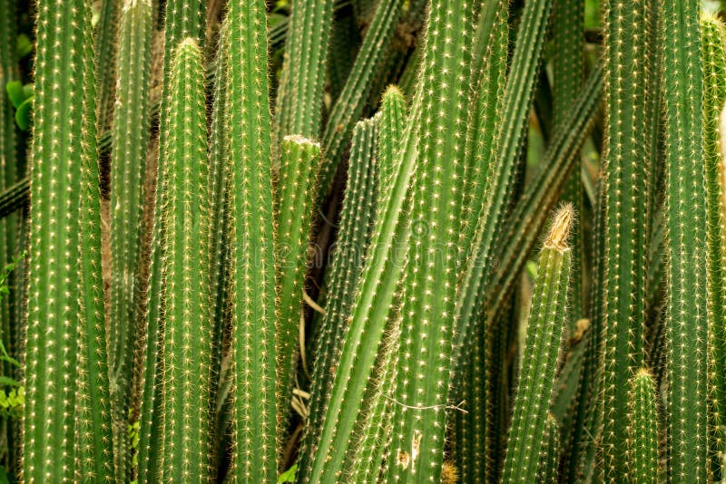 Cactus Close Up Texture Background Stock Image - Image of macro, growth ...