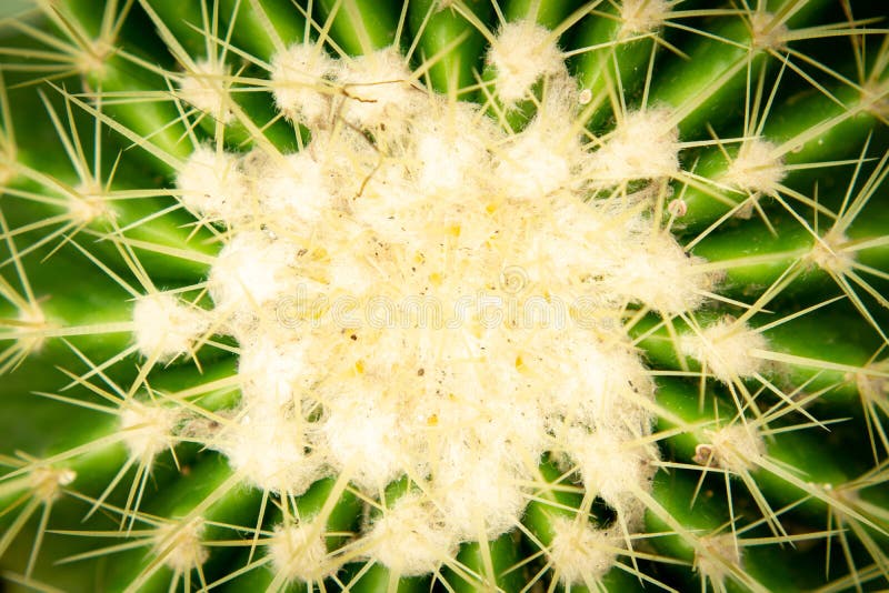 Cactus Close Up Texture Background Stock Photo - Image of botanical ...