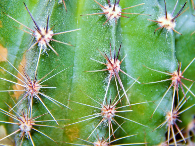 Cactus close-up texture stock image. Image of plants - 115083063