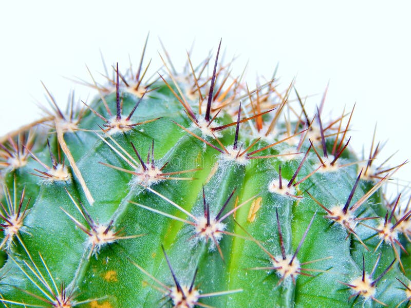 Cactus close-up texture stock image. Image of flower - 115083127