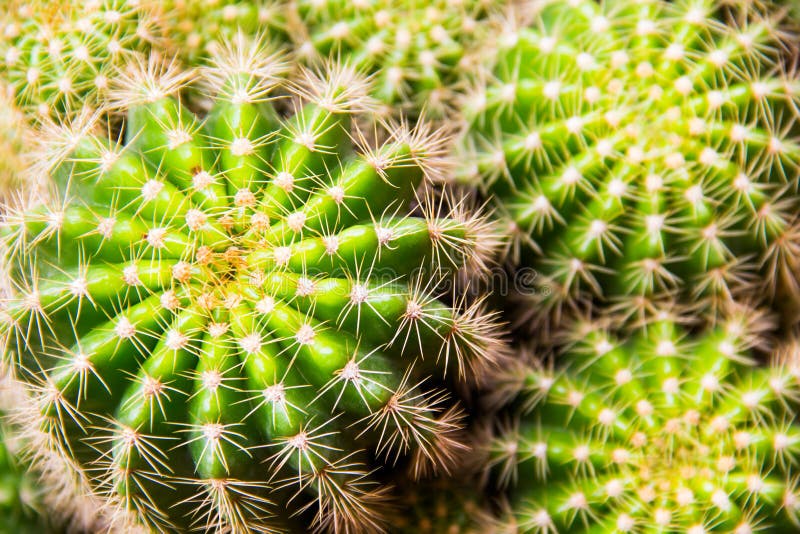 Cactus close up stock photo. Image of brown, desert, plant - 31180234