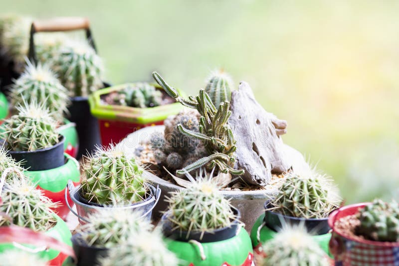 Cactus Close Up Top View Background Warm Color Stock Image - Image of ...