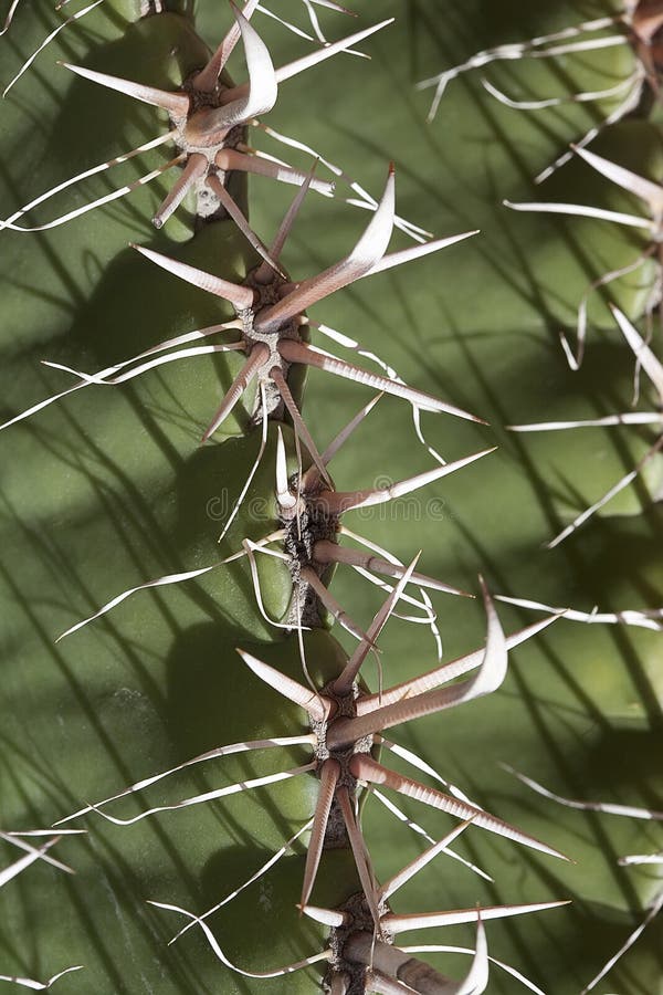 Cactus - Closeup, Detail of Thorns and Very Sharp-pointed Spikes Stock ...