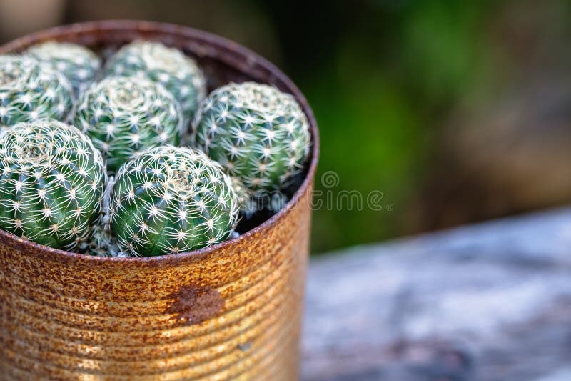 Cactus stock photo. Image of plant, copy, green, rusty - 61859702