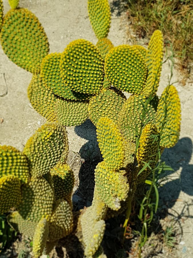 Cactus closeup stock image. Image of view, closeup, nature - 124185415