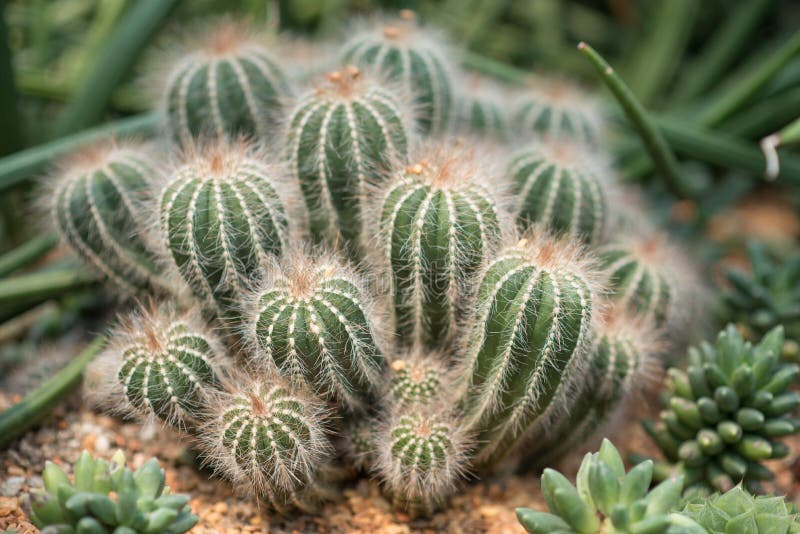 Cactus cluster stock photo. Image of thorns, branched - 51269506