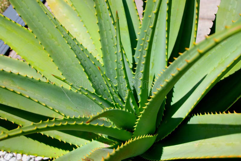 Cactus & Cobweb stock image. Image of garden, glow - 4027807