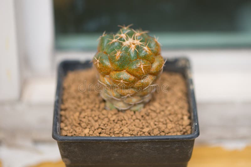 Cactus with Coffee Rust Desease Stock Image - Image of concept, danger ...