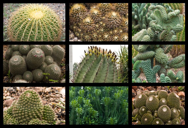 Cactus Collage stock photo. Image of beauty, plant, yellow - 16012818