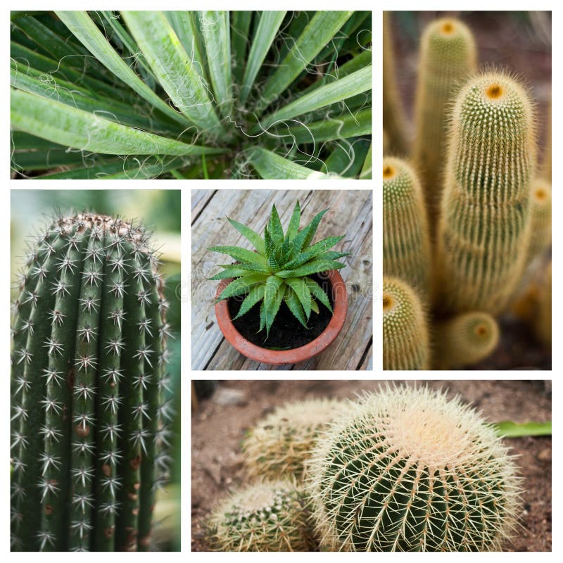 Cactus Collage stock photo. Image of beauty, plant, yellow - 16012818