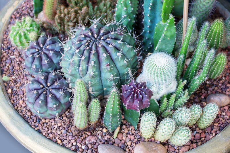 Cactus collection stock image. Image of flora, close - 75799291