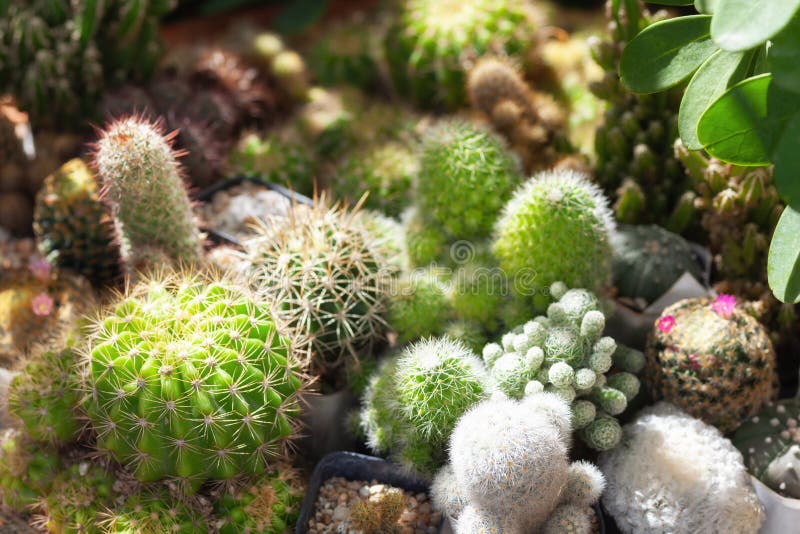 Cactus Floral Collection Plant Summer Nature Botanic Background Stock ...