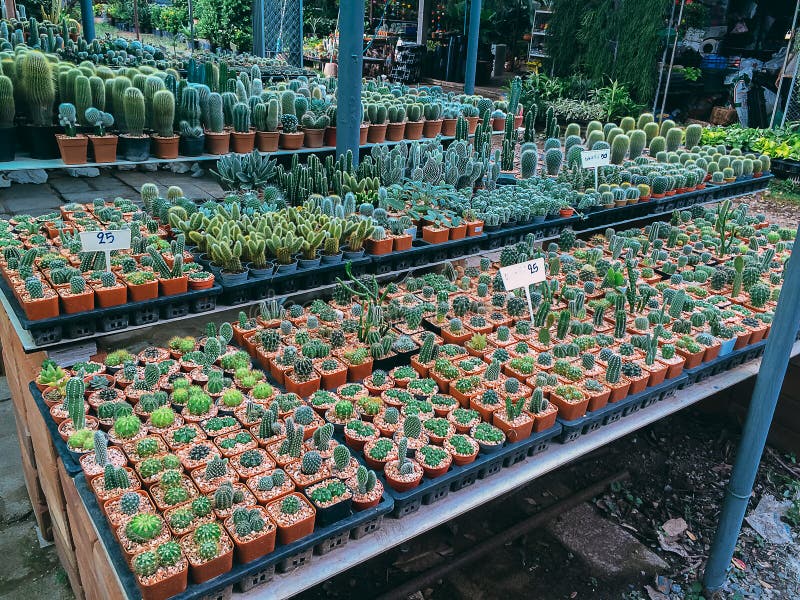 Cactus collection stock image. Image of tropical, gardening - 20481117