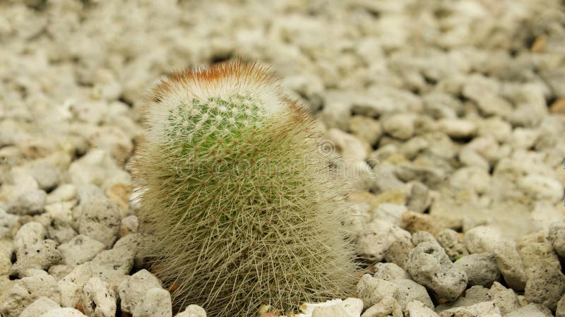 Cactus color stock photo. Image of color, nature, green - 73770732