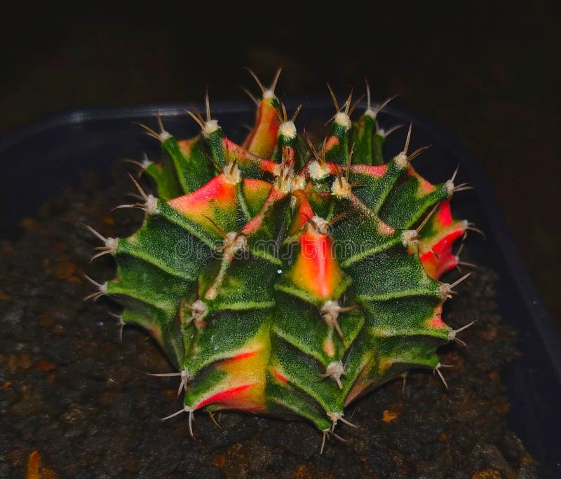 CACTUS COLOUR stock image. Image of colour, cacti, cactus - 171469193