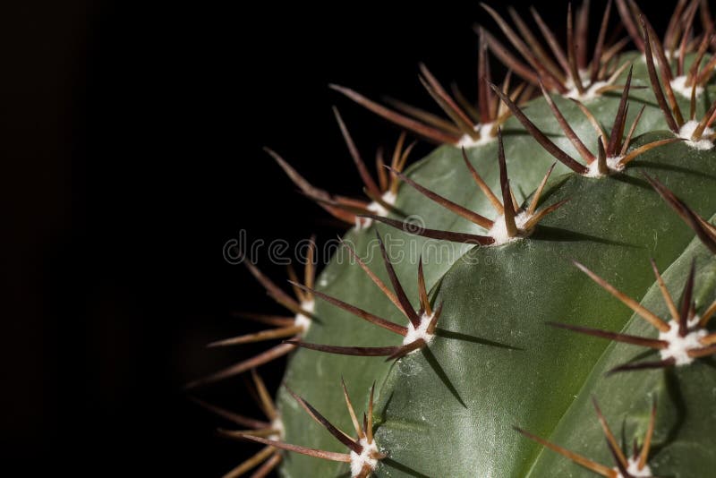 Cactus con agudo imagen de archivo. Imagen de espina - 252974343