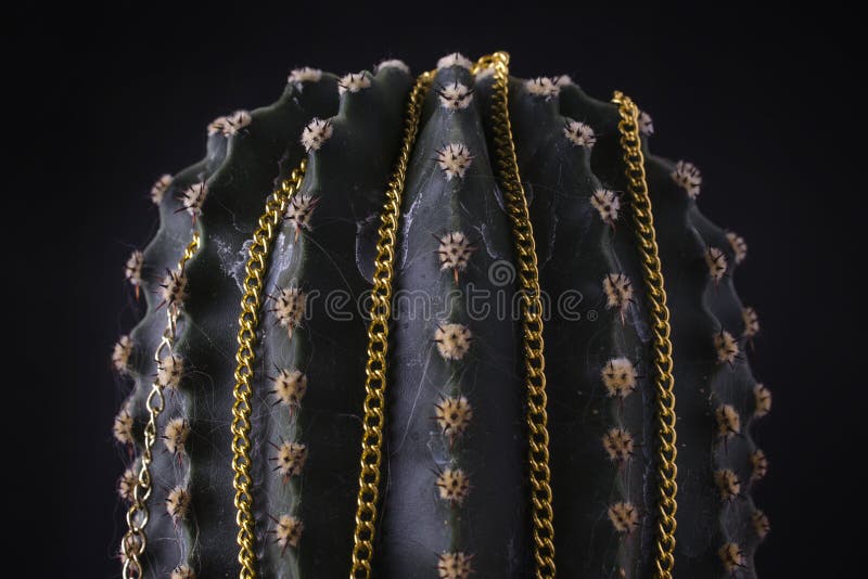 Cactus con chainas doradas imagen de archivo. Imagen de cacto - 206752841