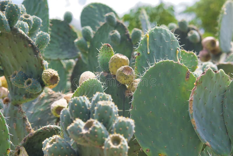 Cactus Con Fruto De Xoconostles Mexicanos Foto de archivo - Imagen de ...