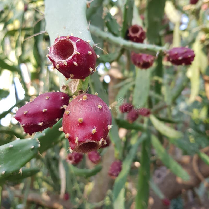 Cactus Con Frutos Rojos Sabrosos Imagen de archivo - Imagen de cacto ...