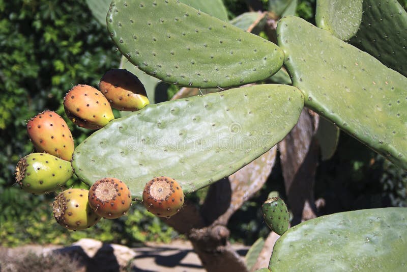 Cactus con las frutas foto de archivo. Imagen de crecimiento - 33975530