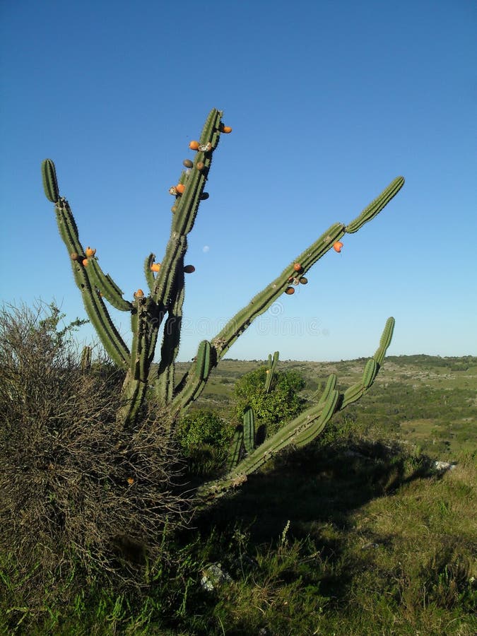 Cactus con las frutas foto de archivo. Imagen de uruguayo - 61300056