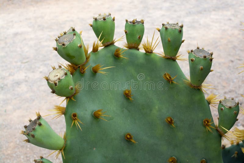 Cactus Con Las Frutas Verdes Foto de archivo - Imagen de cubo, indio ...