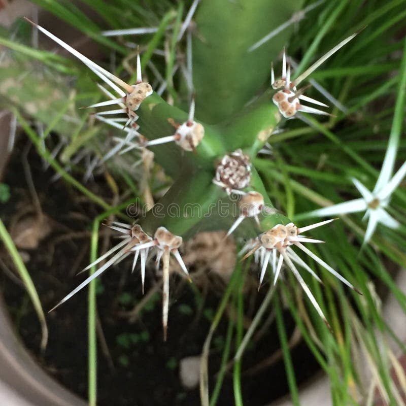 Cactus con muchas espinas foto de archivo. Imagen de espinas - 178591482