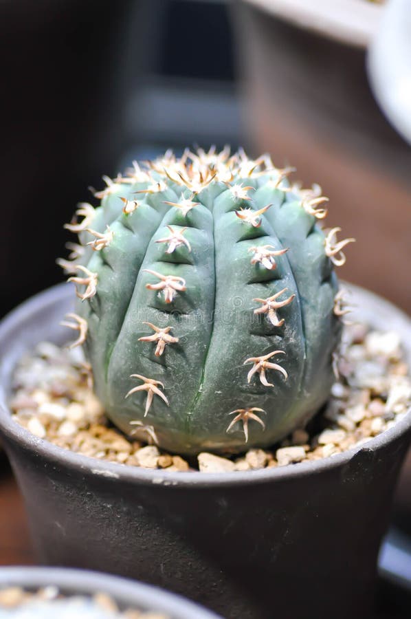 Cactus, Coryphantha or Coryphantha Elephantidens or Cactus or Succulent ...