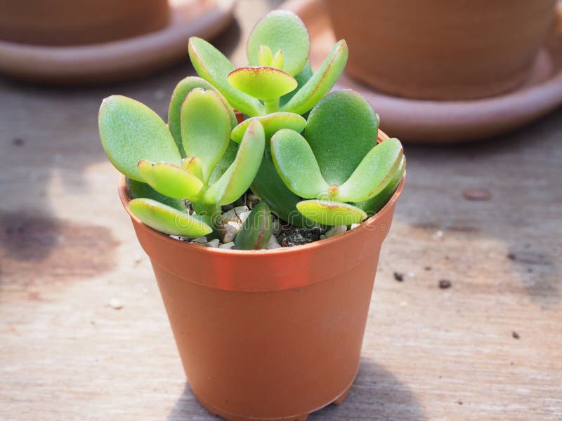 Cactus stock image. Image of flowerpot, yellow, garden - 91944733
