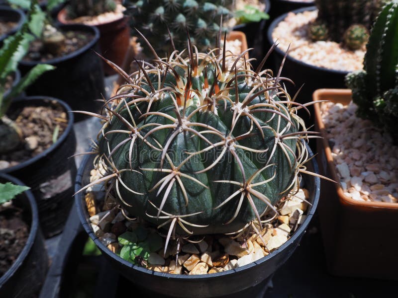Cactus stock photo. Image of flowerpot, lung, flowers - 91944750