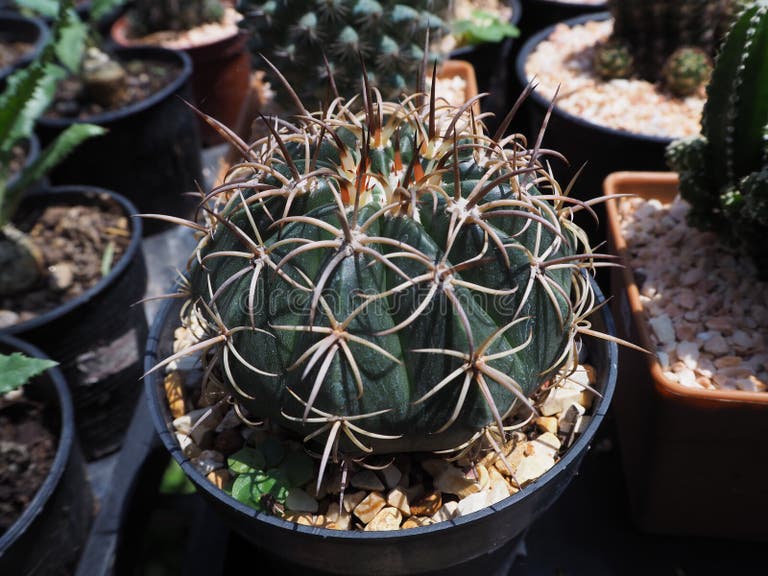 Cactus stock photo. Image of flowerpot, lung, flowers - 91944750