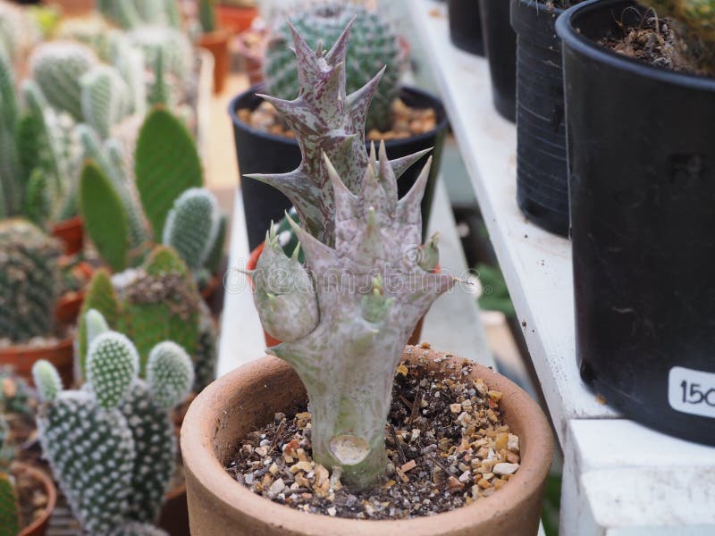 Cactus stock photo. Image of white, flowers, cute, flowerpot - 91944754