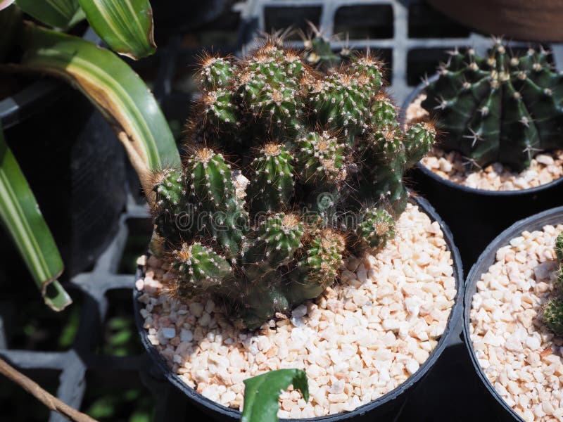 Cactus stock image. Image of pretty, cractus, lung, garden - 91944765